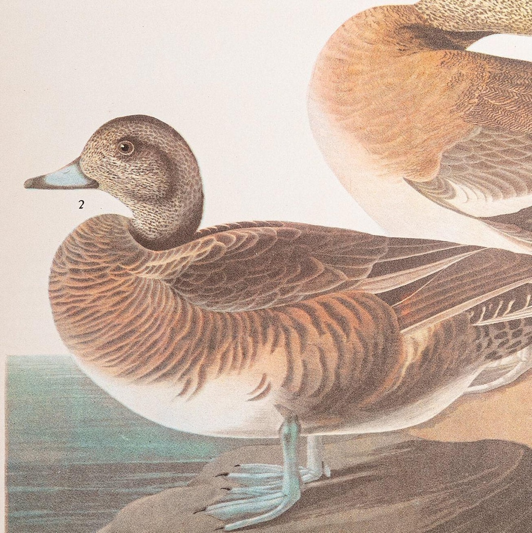 1937 - Baldpate and Pacific Loon -vintage Print From "john James ...