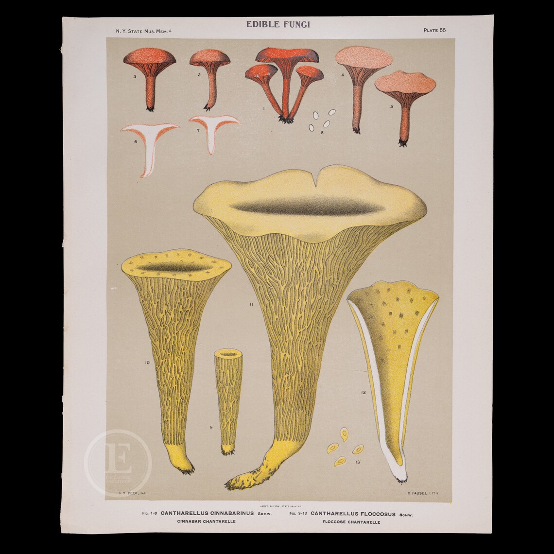 EDIBLE FUNGI: Cinnabar and Floccose Chantarelle - Rare Plate Lithograph ...