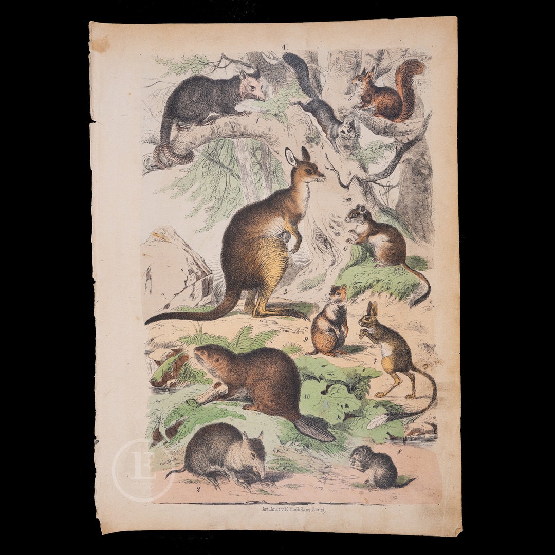 1871 Opossum, Bandicoot, Kangaroo, Glider, Squirrel, Dormouse, Hamster ...