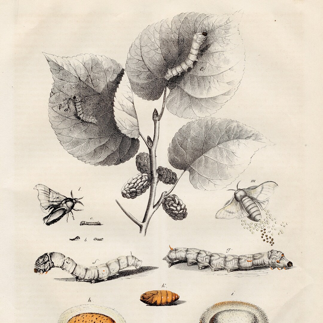 The Silkworms: Green Oak Moth, Brown-tail Moth, Silkworm, Lackey Moth ...