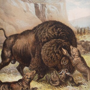 American Buffalo Original Lithograph From johnson's Household Book 1880 ...