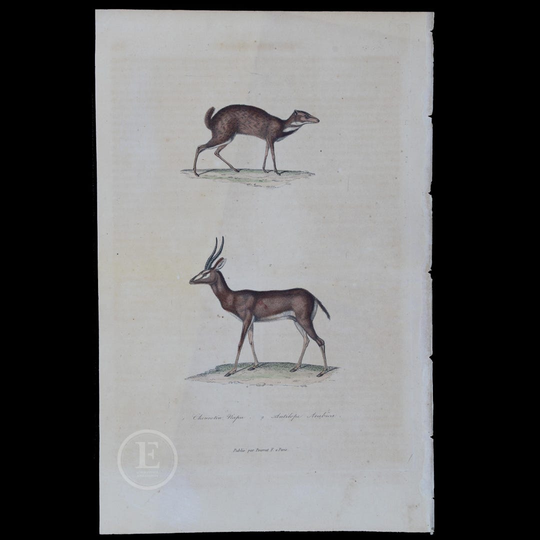 1840 CHEVROTAIN /ARABIAN ANTELOPE - Hand-colored Steel Engraving With ...