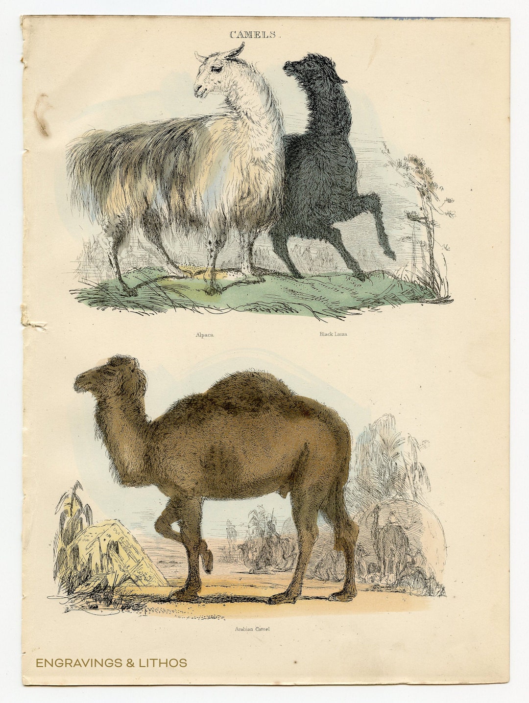 Alpaka, Lama, arabisches Kamel - exquisiter Teller - RAREER ...