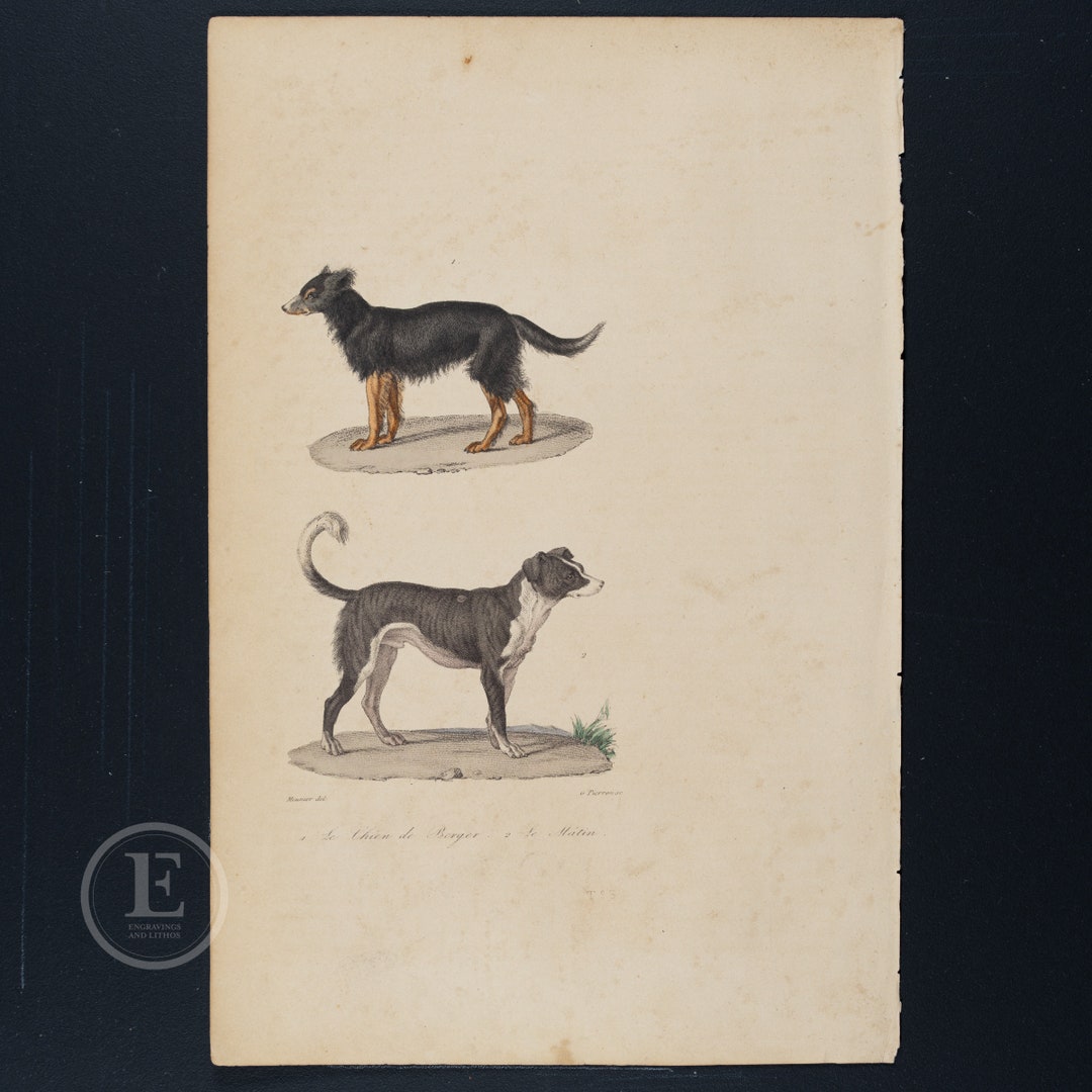 1837 HERDING DOG and MASTIFF / Authentic Steel Engraving From Oeuvres ...