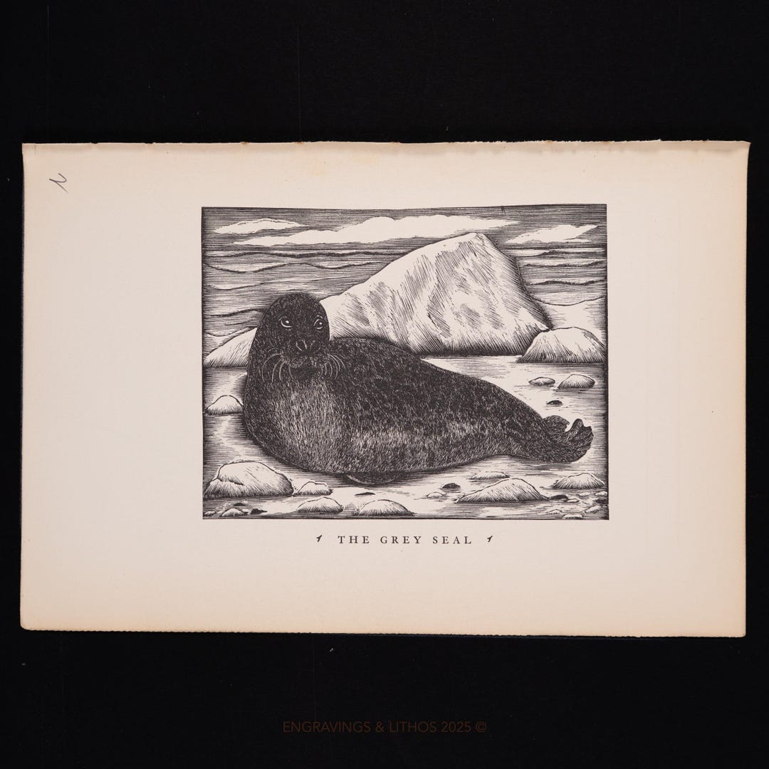 1931 THE GREY SEAL – Illustration From the Life Story of Beasts by Eric ...