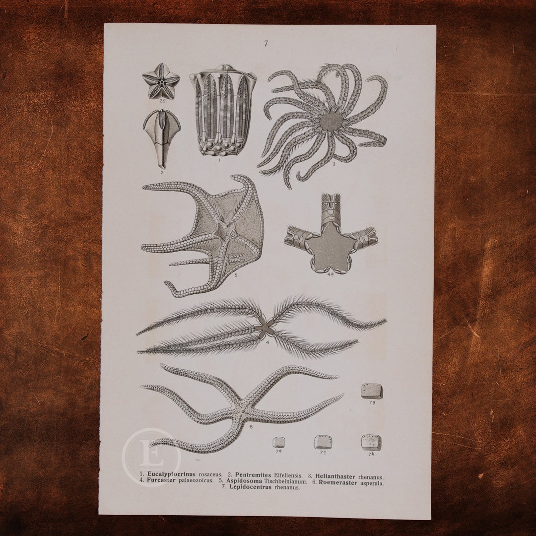 FOSSIL STARFISHES - Original Lithography of Fossils Ca 1910 - Etsy