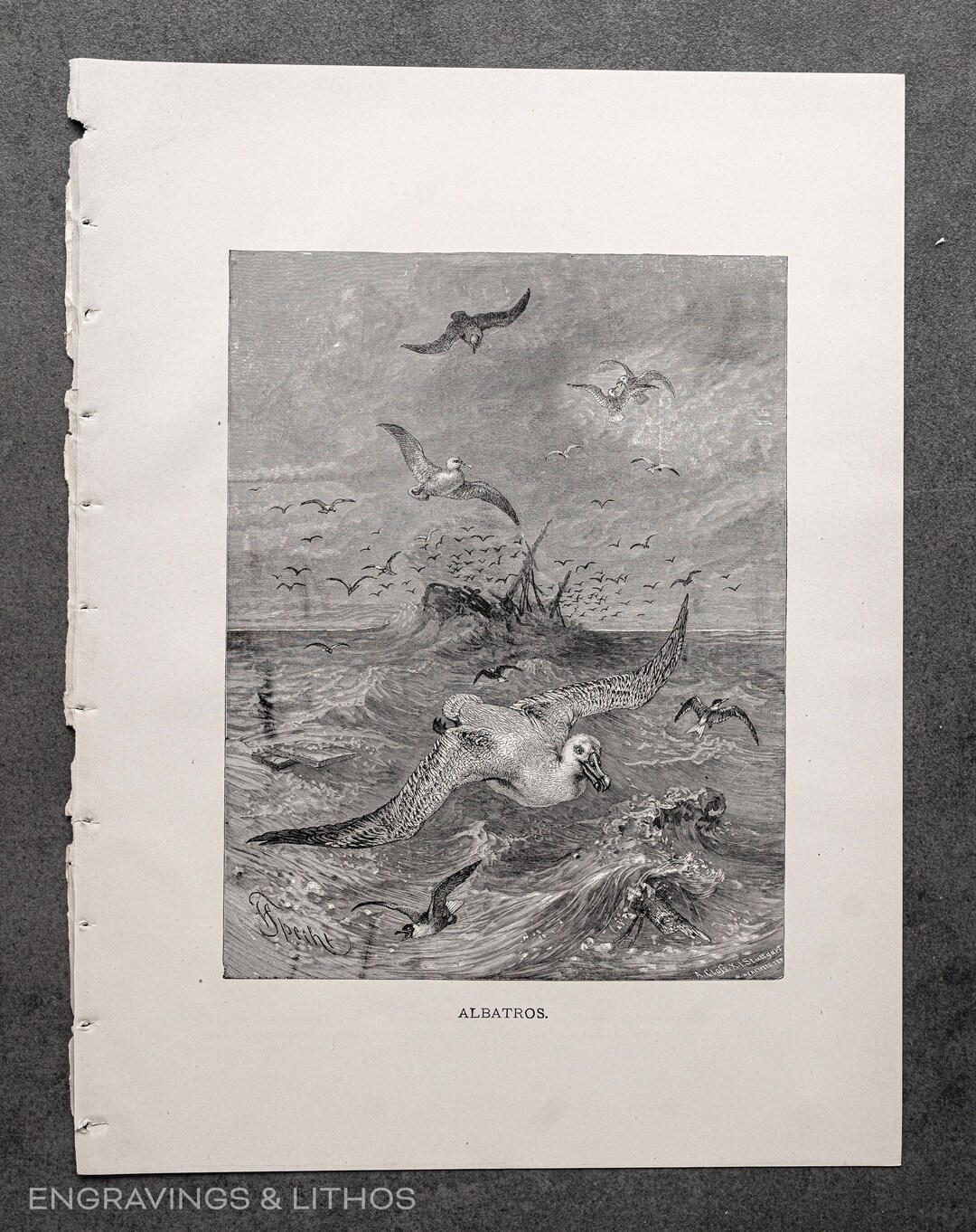 1898 Albatros - Original Lithography Out of "animate Creation: Our ...