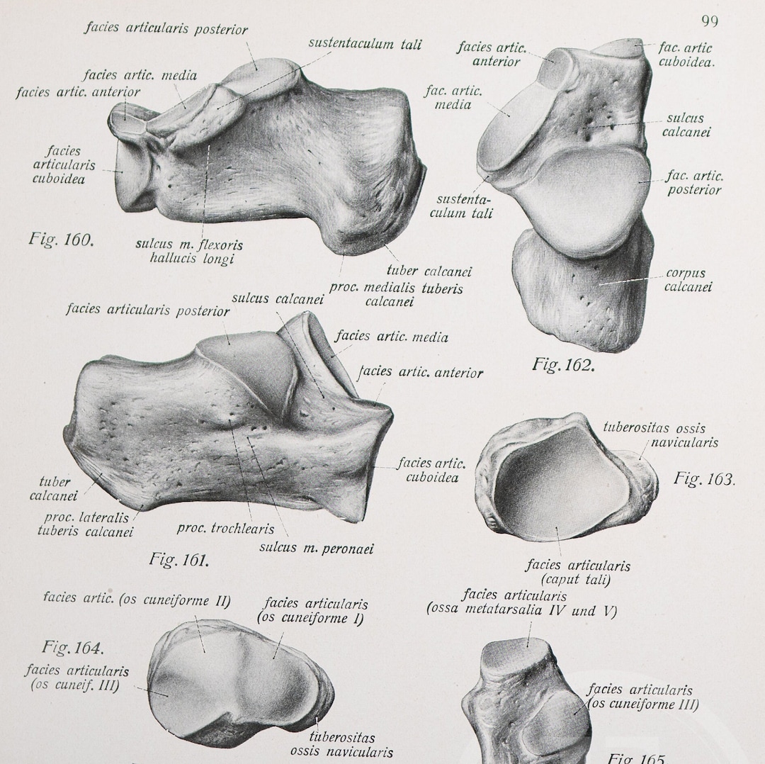 Metatarsal Bones: Heel. Cuboid, Navicular / Spongy Bone / Human Anatomu ...