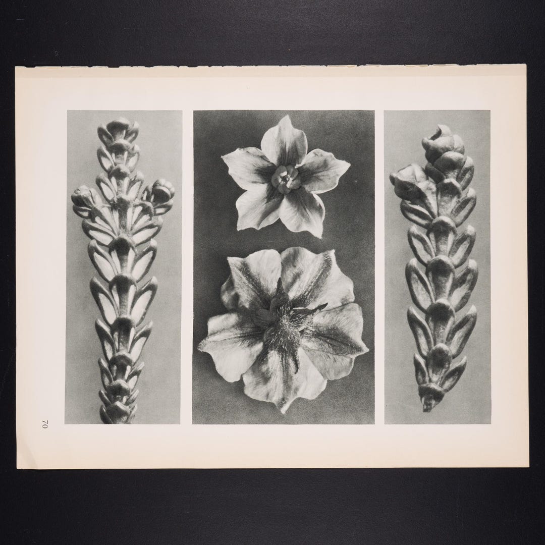 Japanese CEDAR and POTATO PHOTOGRAVURE From Karl Blossfeldt’s "natural ...