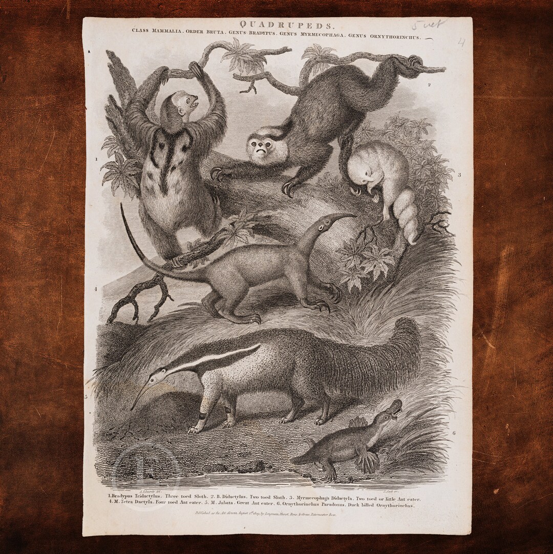 Two and Three-toed SLOTHS, ANTEATERS and Duck-billed PLATYPUS Original ...