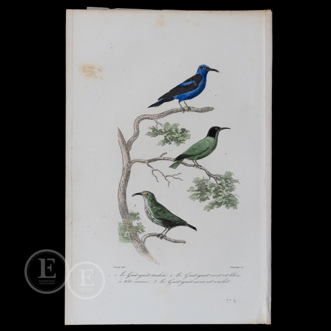 1845 BEE-EATERS: Spotted, Green, Black-violet -authentic Steel ...