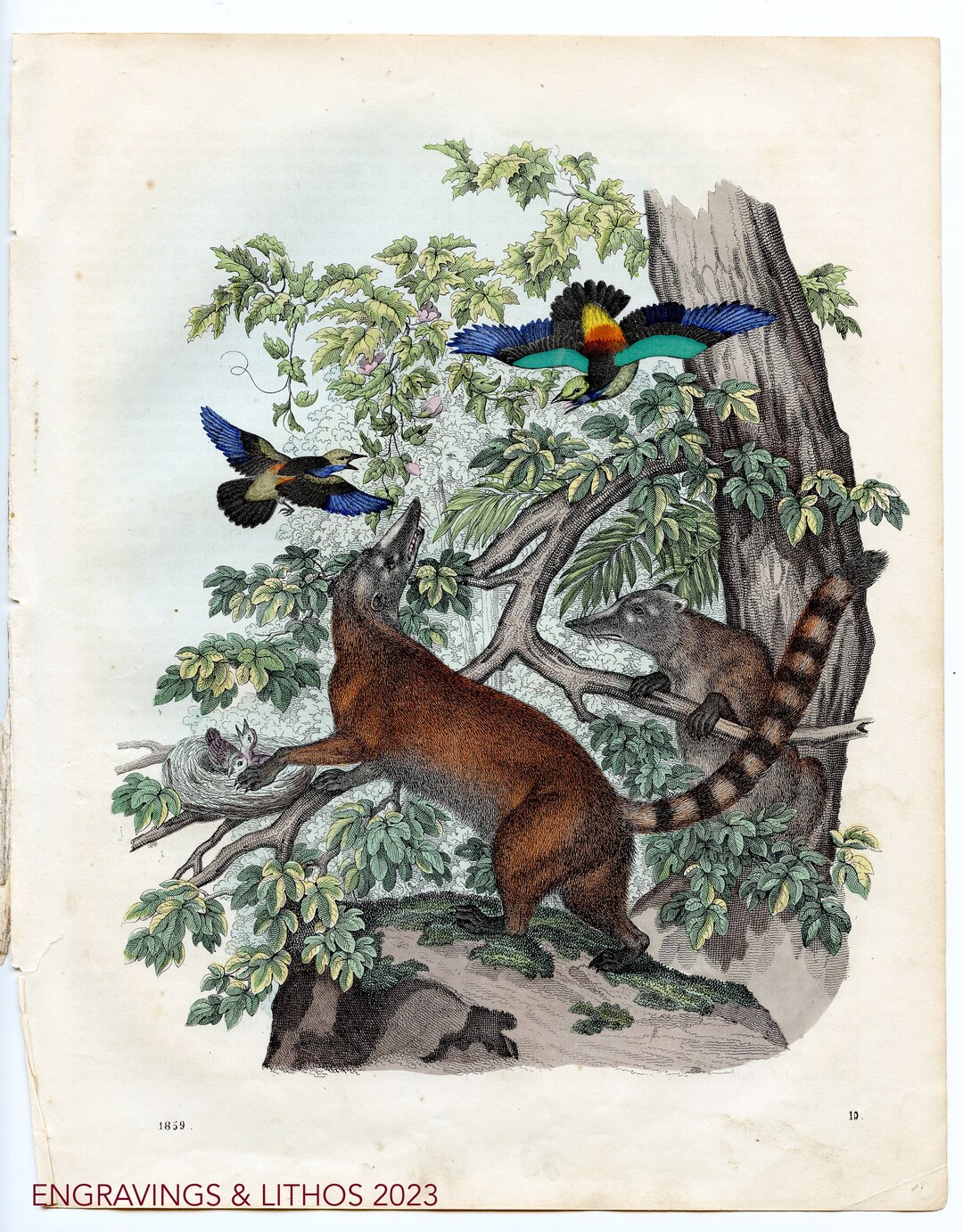 The Sociable Coati - Rare Plate From "book of the World - 1859" - Hand ...