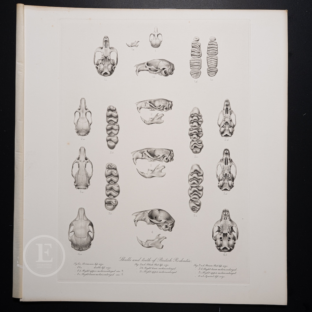 SKULLS and TEETHS of RODENTS / Heliogravure Etching the Mammals of ...