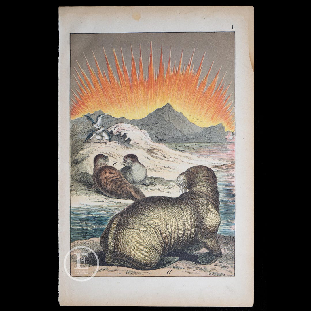1876 Walrus and Seals Illuminated by Aurora Borealis in North Polar ...