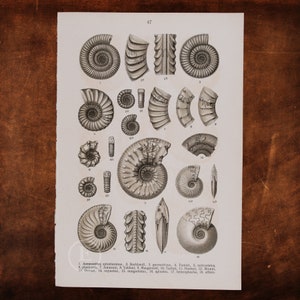 FOSSILIZED SHELLS: AMMONITES - Original Lithography of Fossils Ca 1910 ...