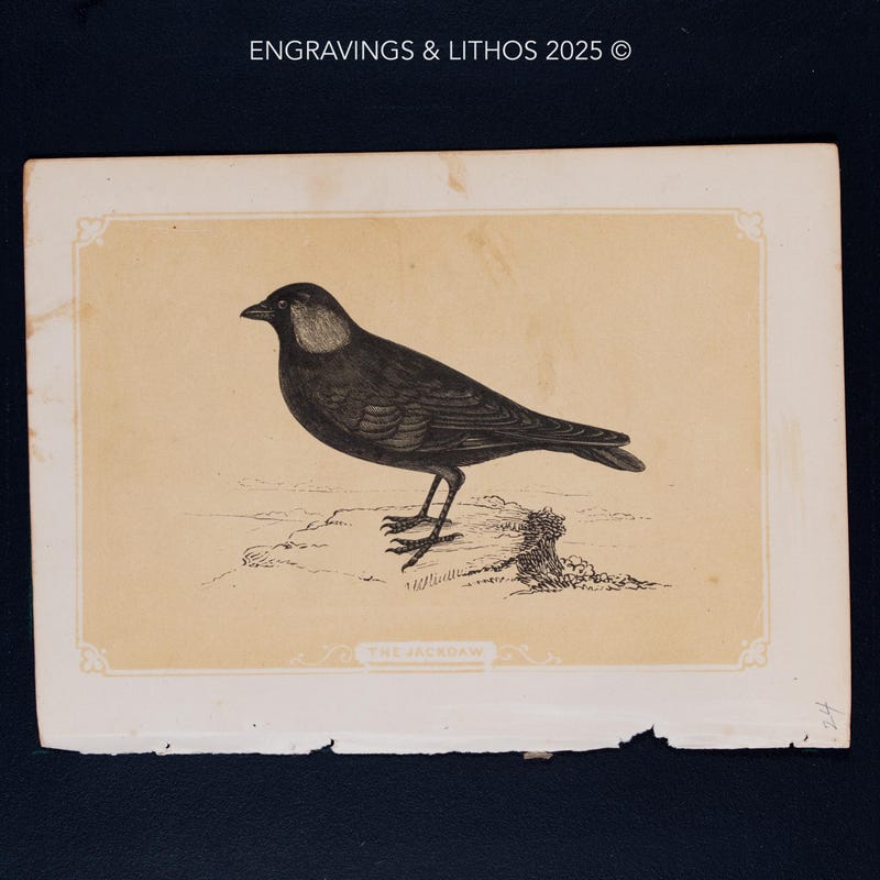 Jackdaw - Etsy