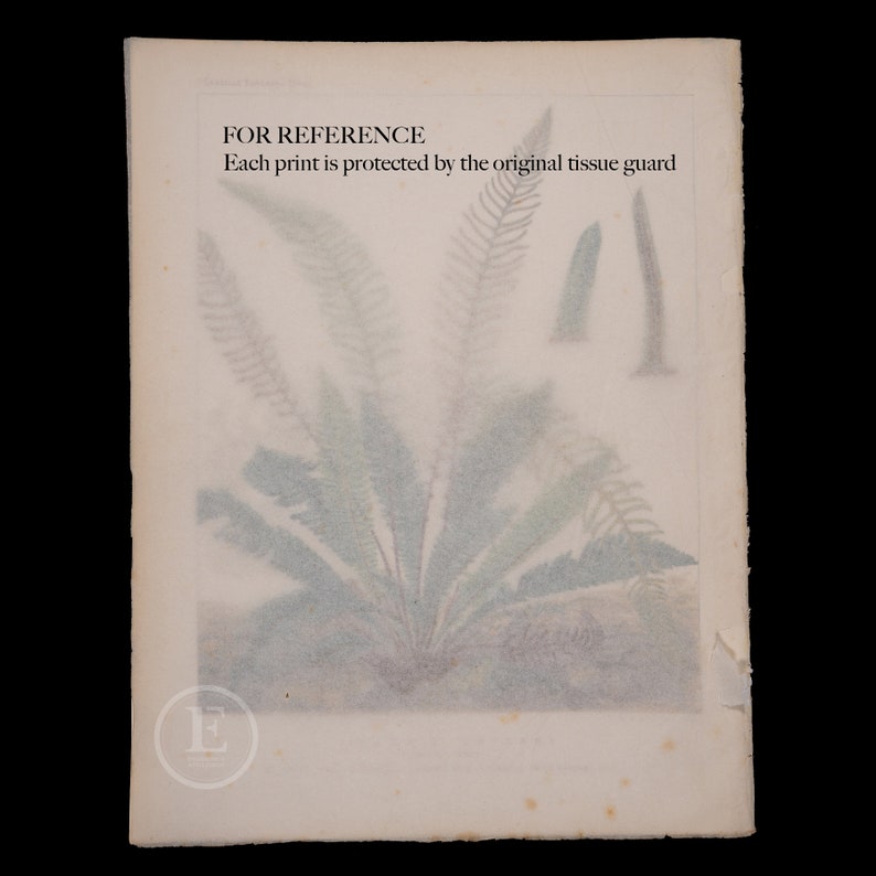 EAGLE FERN - Antique Original Chromolithography Plate of Ferns by ...