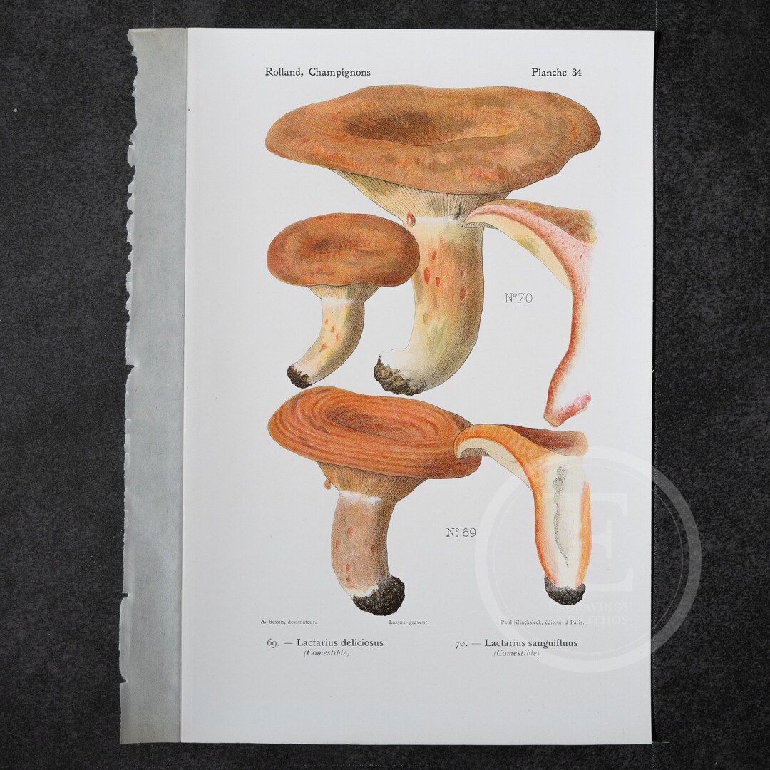 Saffron Milkcap Bloody Milkcap Original Vintage Color - Etsy