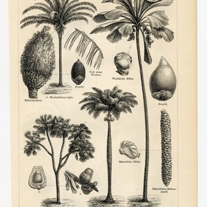 Palms Printed on Both Sides - Original Lithography From Meyers Lexikon ...