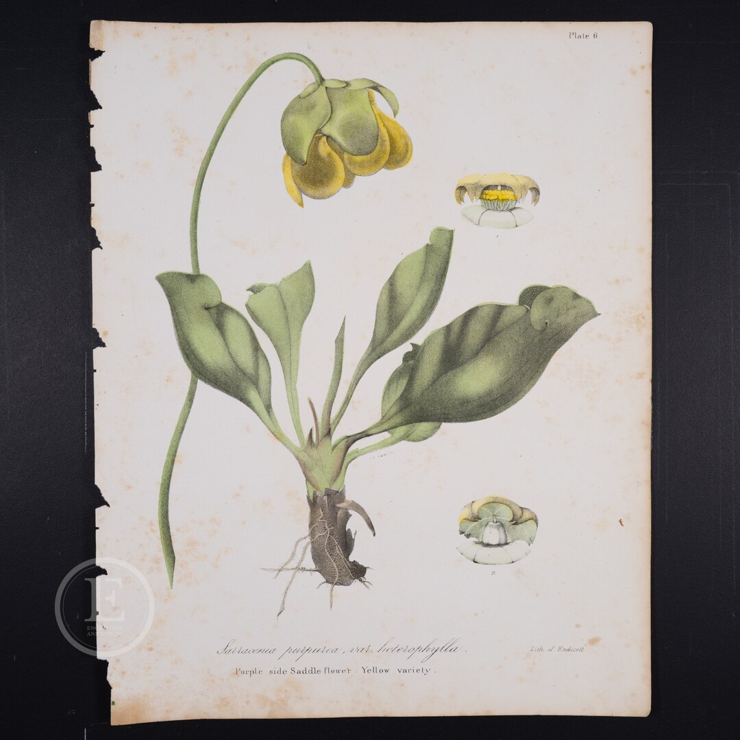 Side-saddle Botanical - ORIGINAL PRINT Out of the Book "a Flora of the ...