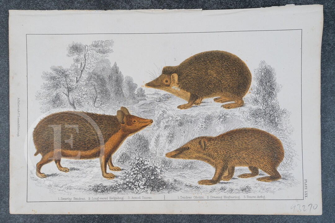 Swarthy Tendrac, Long-heared Hedgehog and Armed Tenrec - Rare Original ...