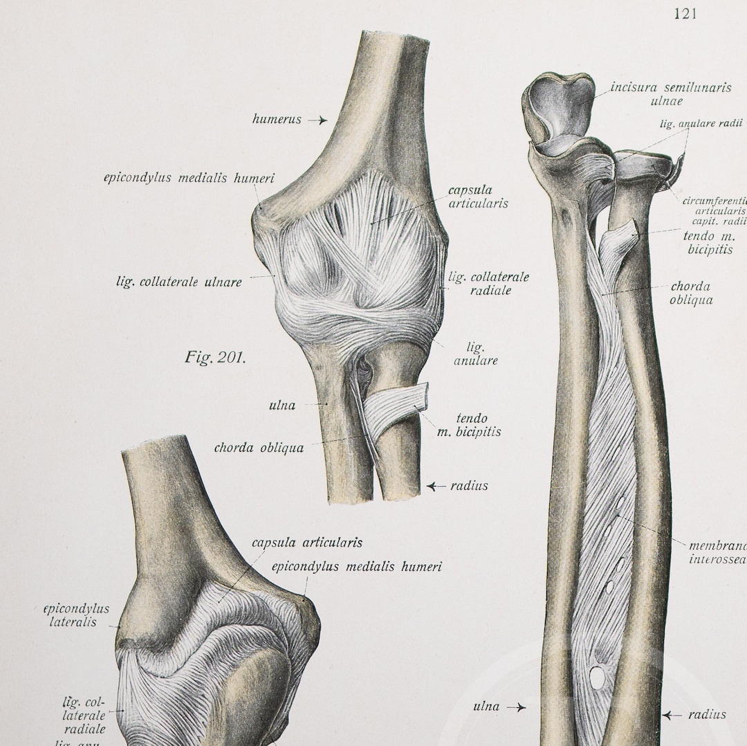 Elbow Joint, Forearm Bones: Radius and Ulna / Distal Radioulnar/human ...