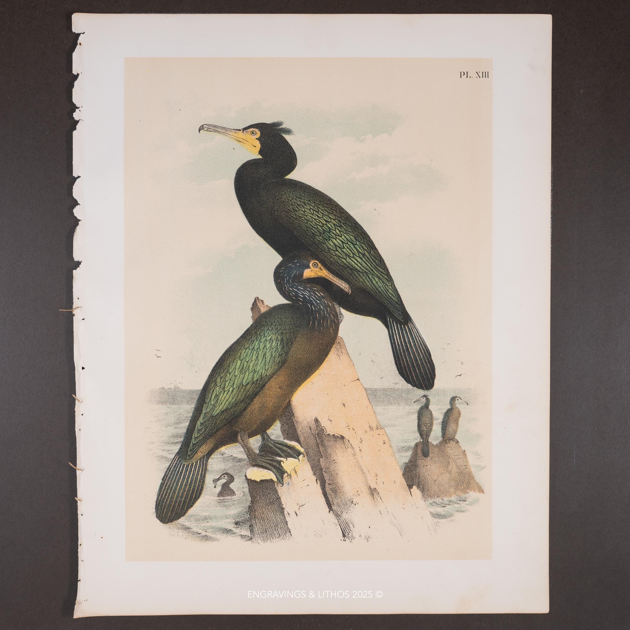 1878 Double-crested Cormorant Bird . Original Print Chromolithograph ...