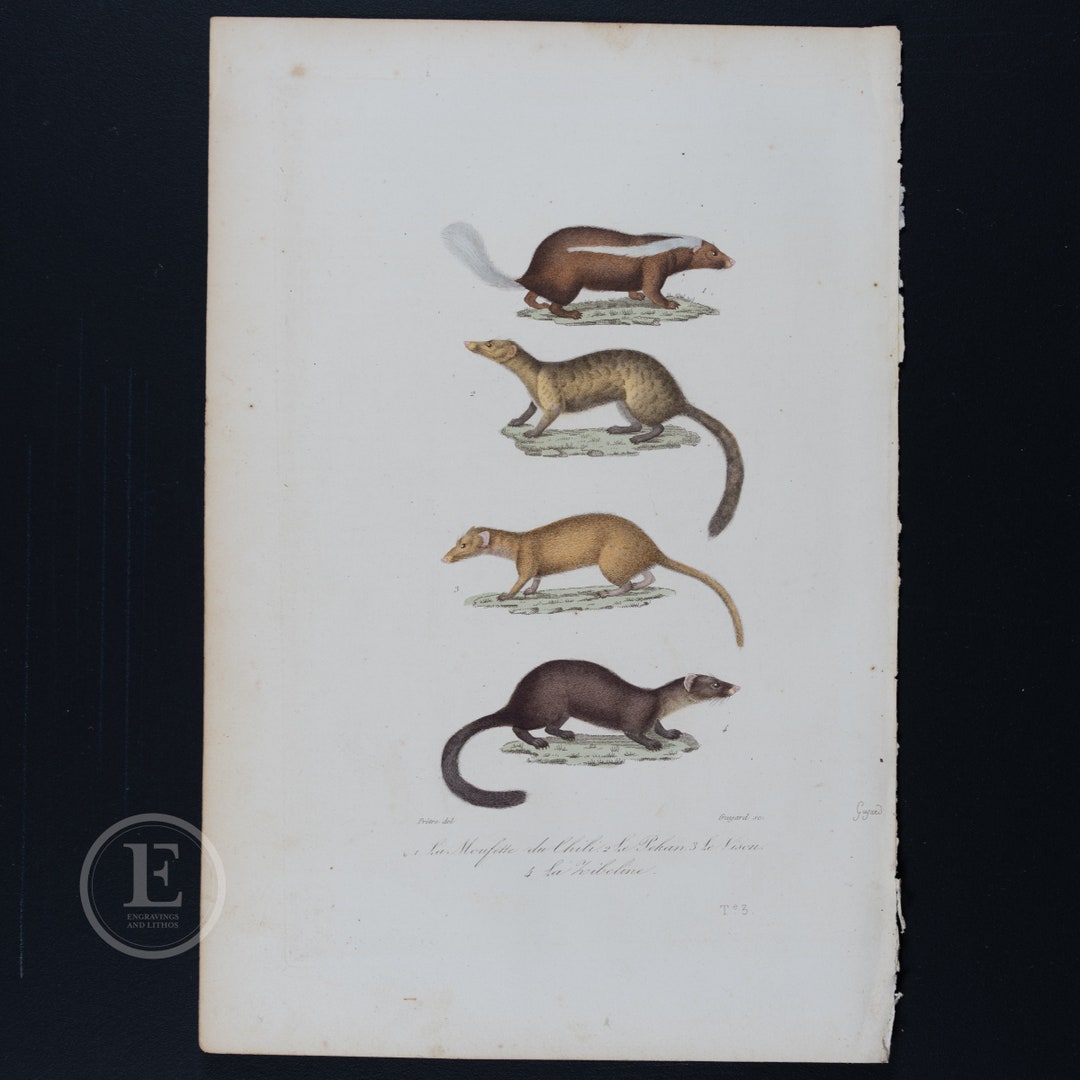 1837 SKUNK, FISHER, MINK and Sable / Authentic Steel Engraving From ...