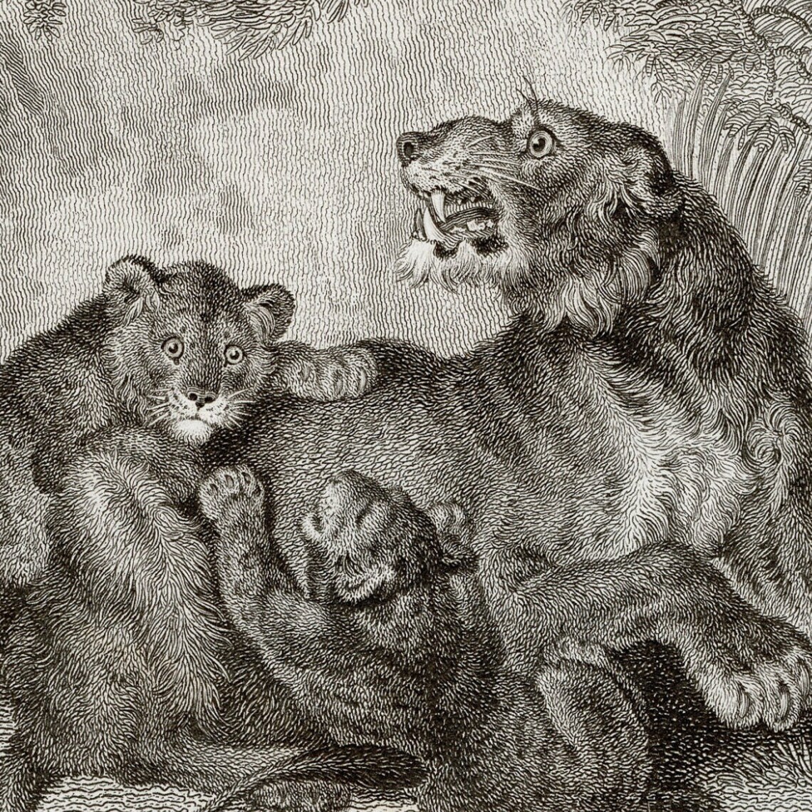 Lion, Lioness, Cubs - ORIGINAL Copper Engraved Print "the Oxford ...