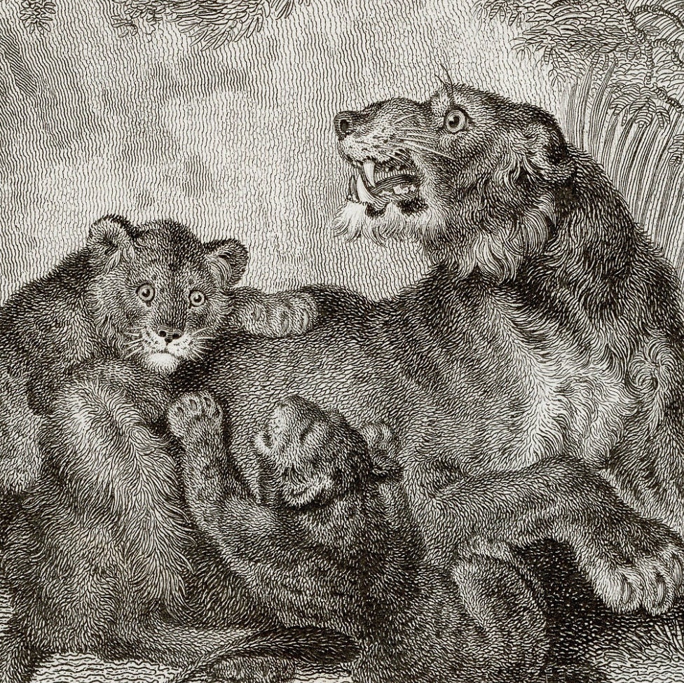 Lion Lioness Cubs ORIGINAL Copper Engraved Print the - Etsy