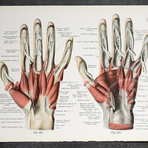 Hand Muscles: Pronator Quadratus / Wrist Muscles / Finger Flexor ...