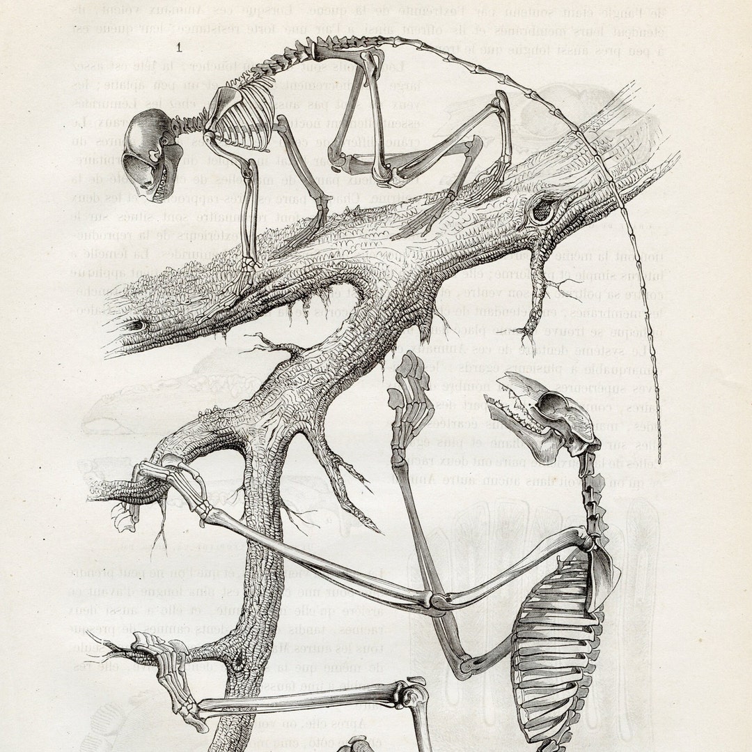 Tarsier and Philippine Flying Lemur Skeletons Original Litho - Etsy