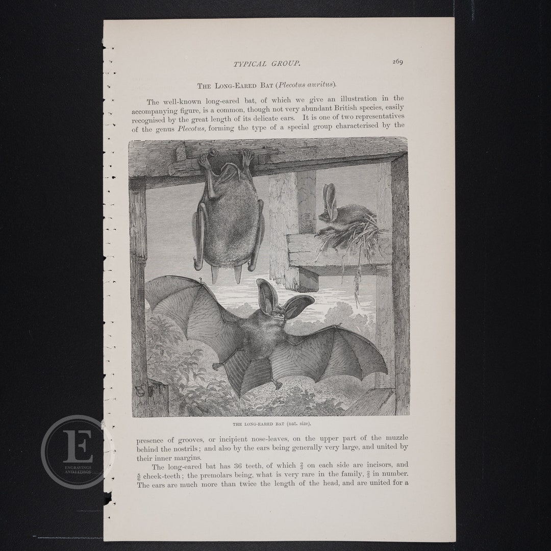 The Long-eared Bat - Original Lithography From the Royal Natural ...