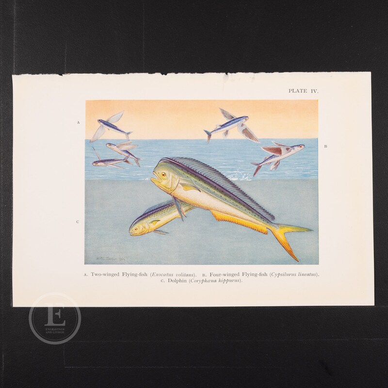 Flying Fish Print - Etsy