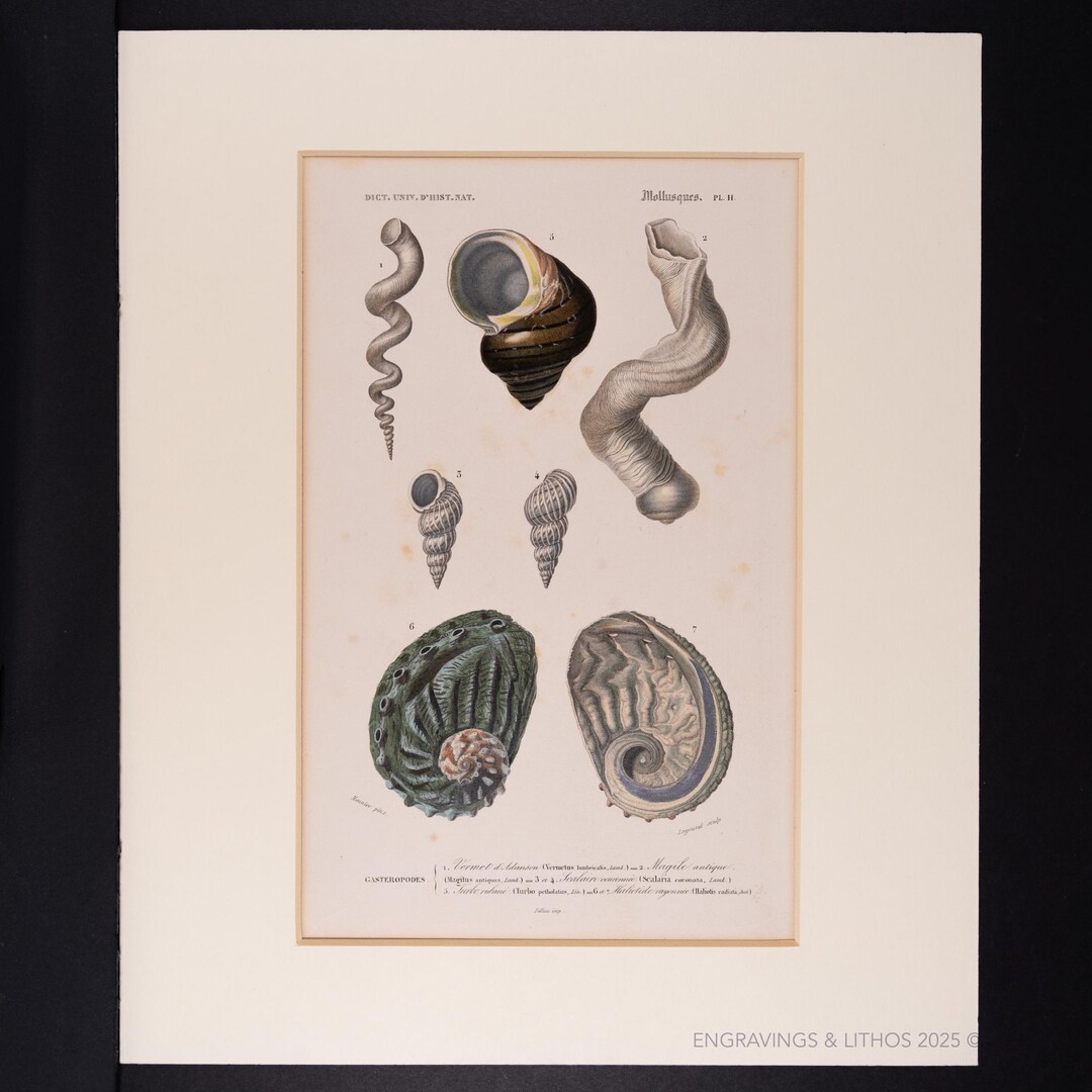 1849 - MARINE GASTROPODS & ABALONE – Original D’orbigny Hand-colored ...