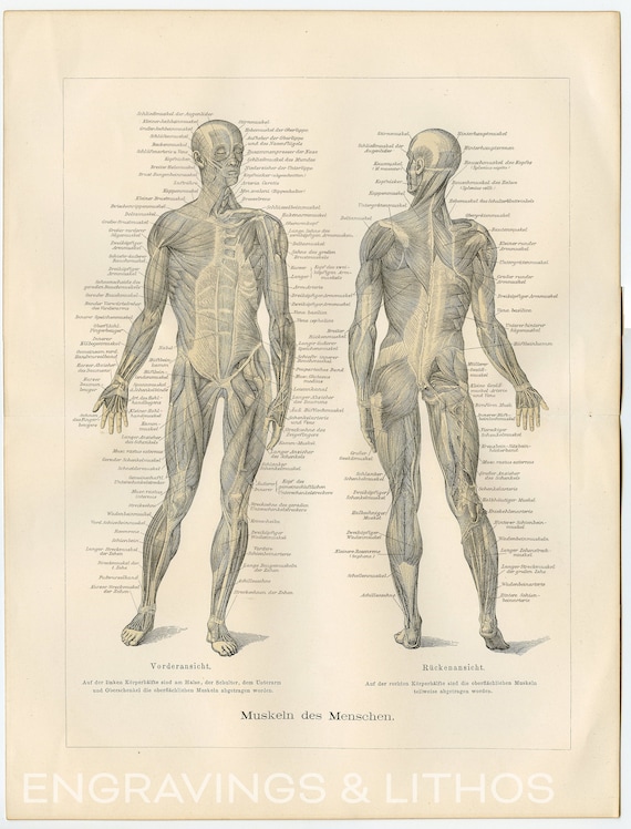 The Muscles of Man Anatomy RARE ORIGINAL PRINT From the Book | Etsy