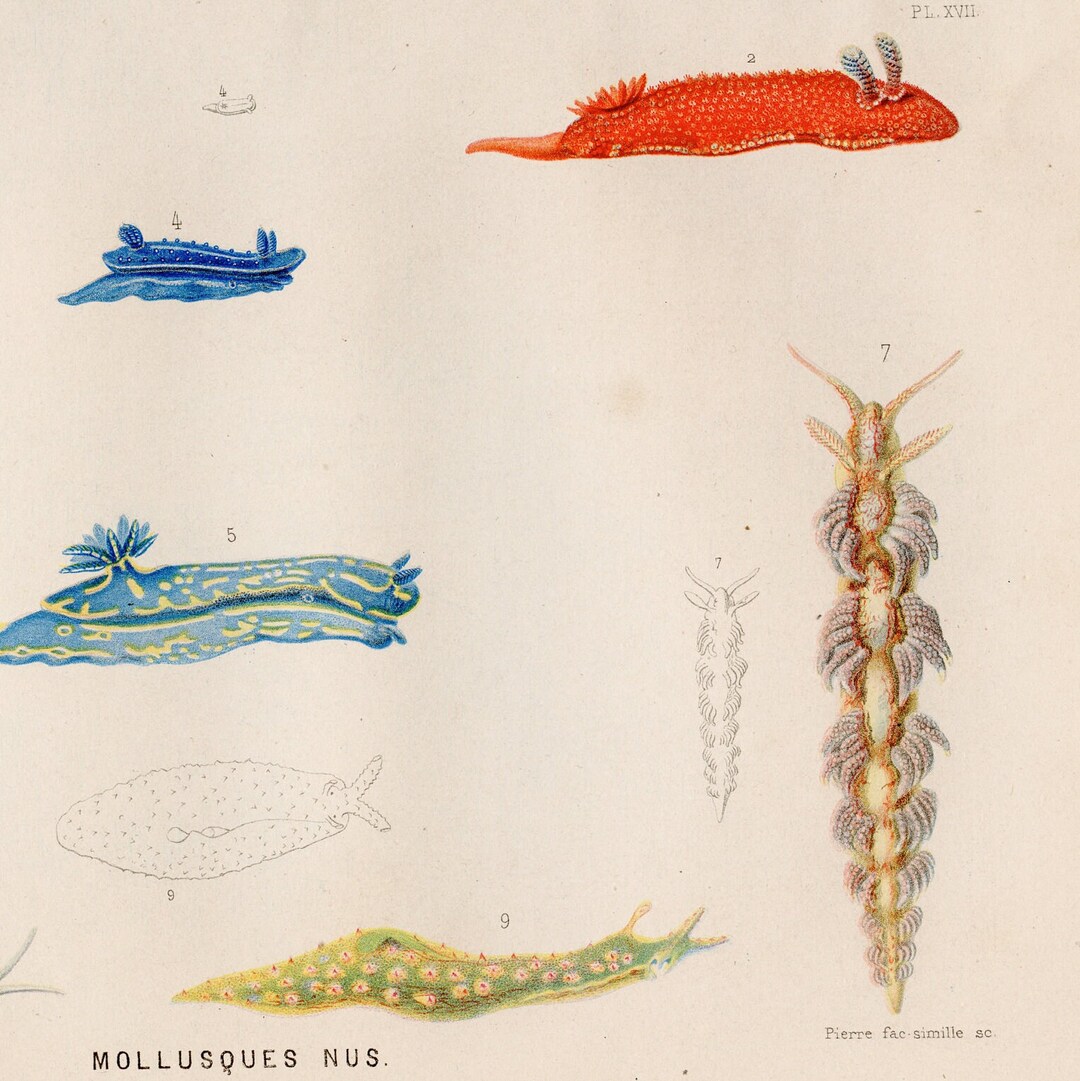 Marine Gastropods . Sea Slugs From 1866 . Rare Antique Marine Print ...