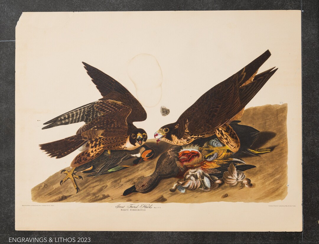 1937 Great Footed Hawks - Original Page Out of an Audubon Illustration ...