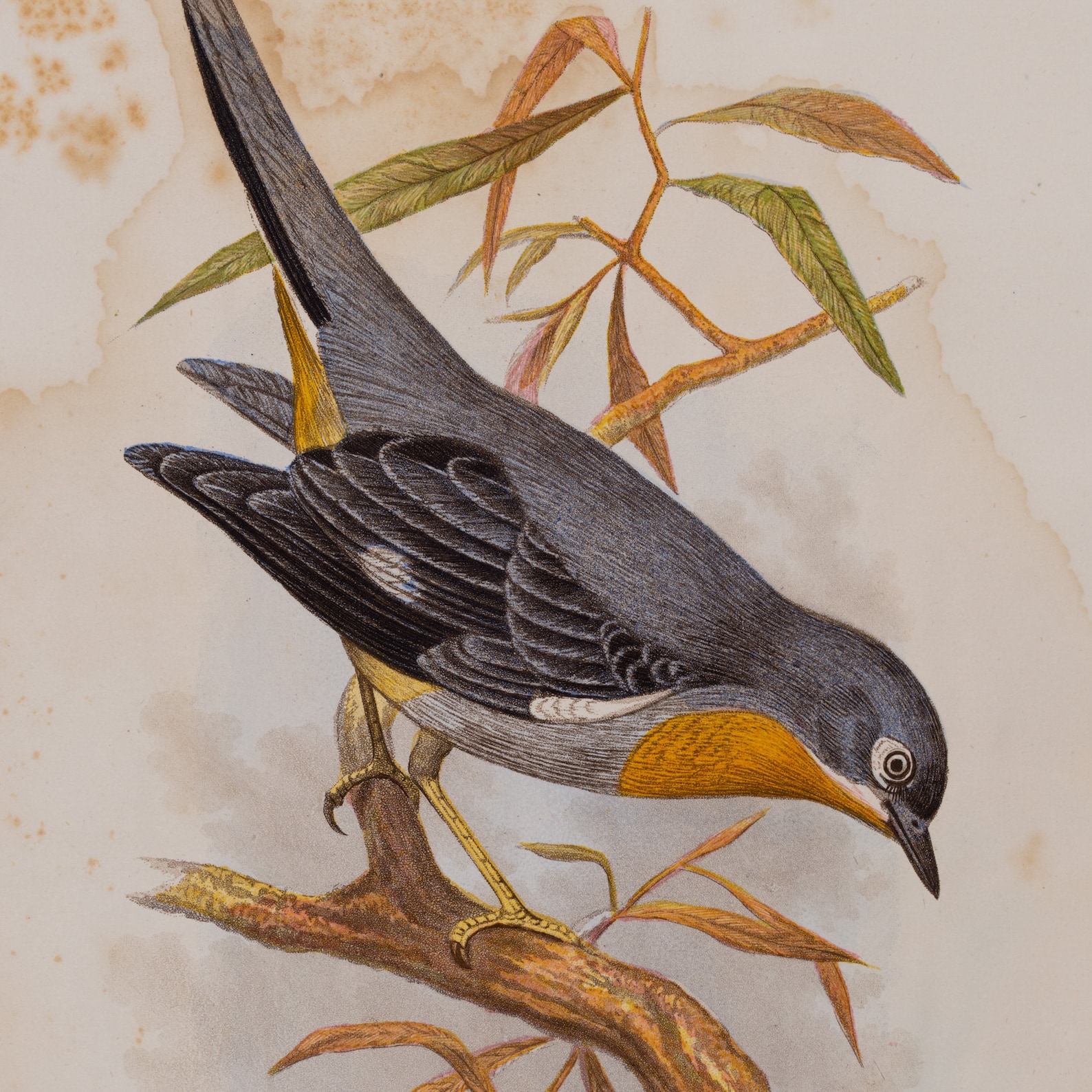 WHISKERED FANTAIL Very Rare Original Chromolithographs Cassell's book ...