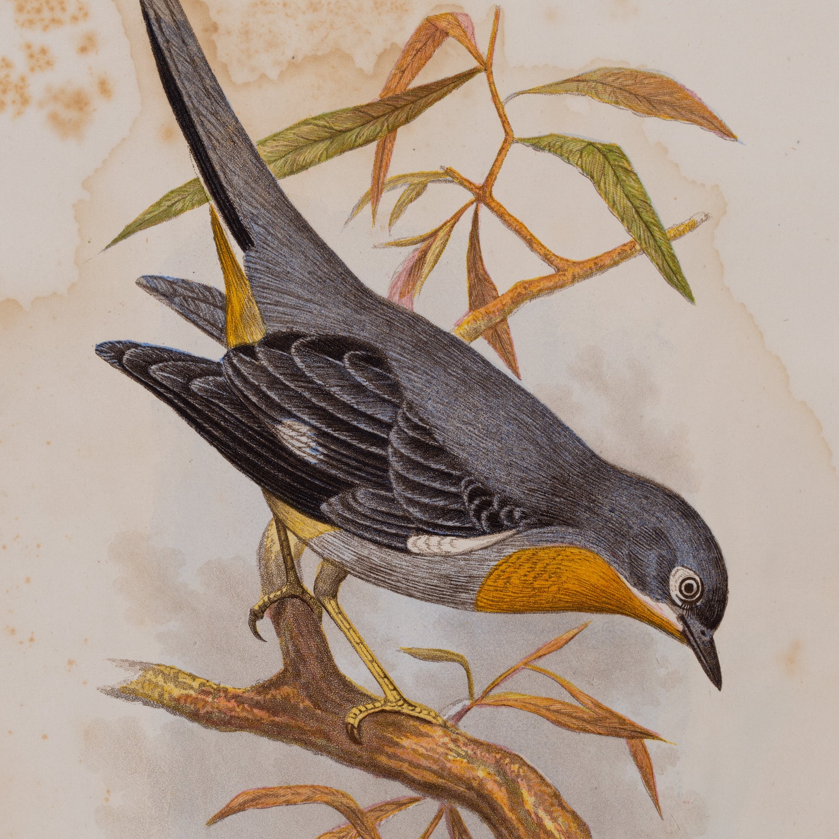WHISKERED FANTAIL - Very Rare Original Chromolithographs Cassell's ...