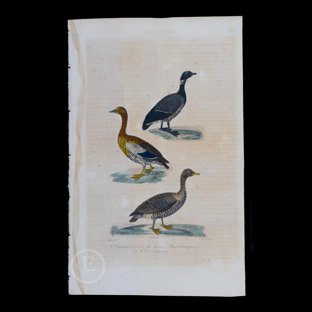 1840 GEESE: Brant, Upland, and Wild - Hand-colored Steel Engraving With ...