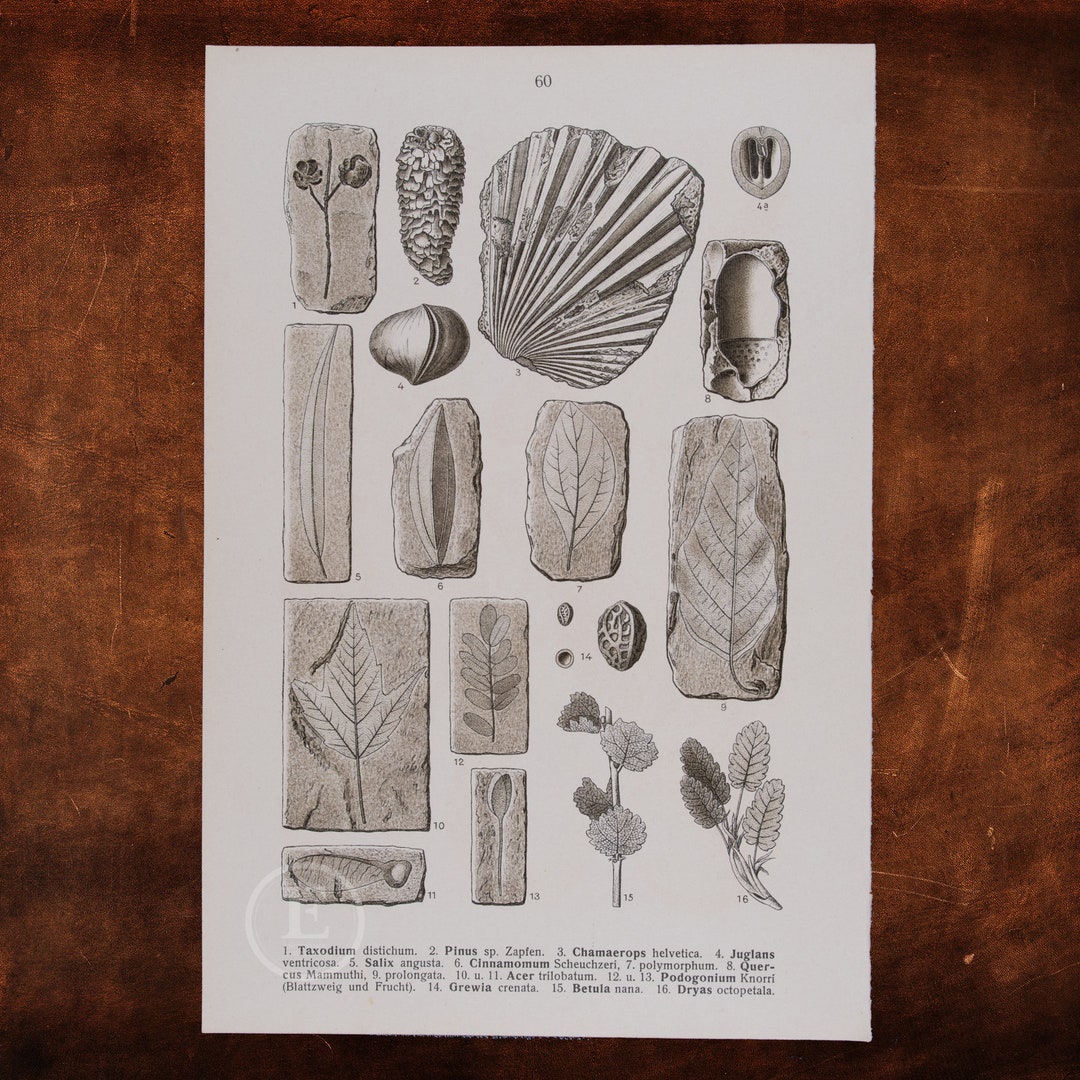 Common Trees and Plants Fossils: Cypress, Pine, Willow, Cinnamon Tree ...
