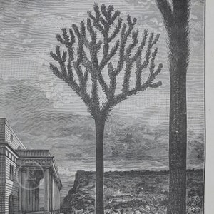 These Giant Trees Would Make a Strange Figure - Very Rare Color ...