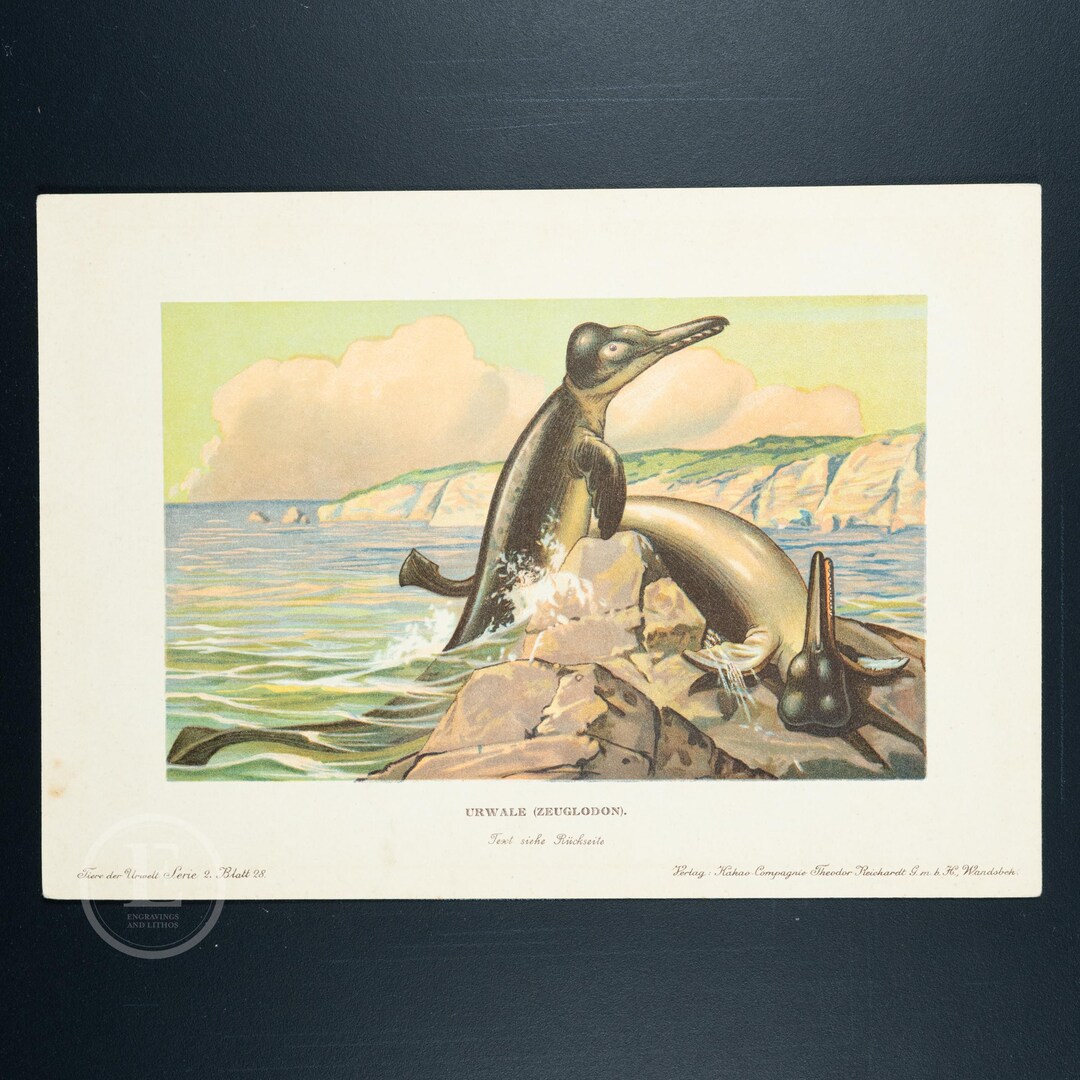 1902 ZEUGLODON, Early Whale From Eocene to Miocene Epochs - Vintage ...