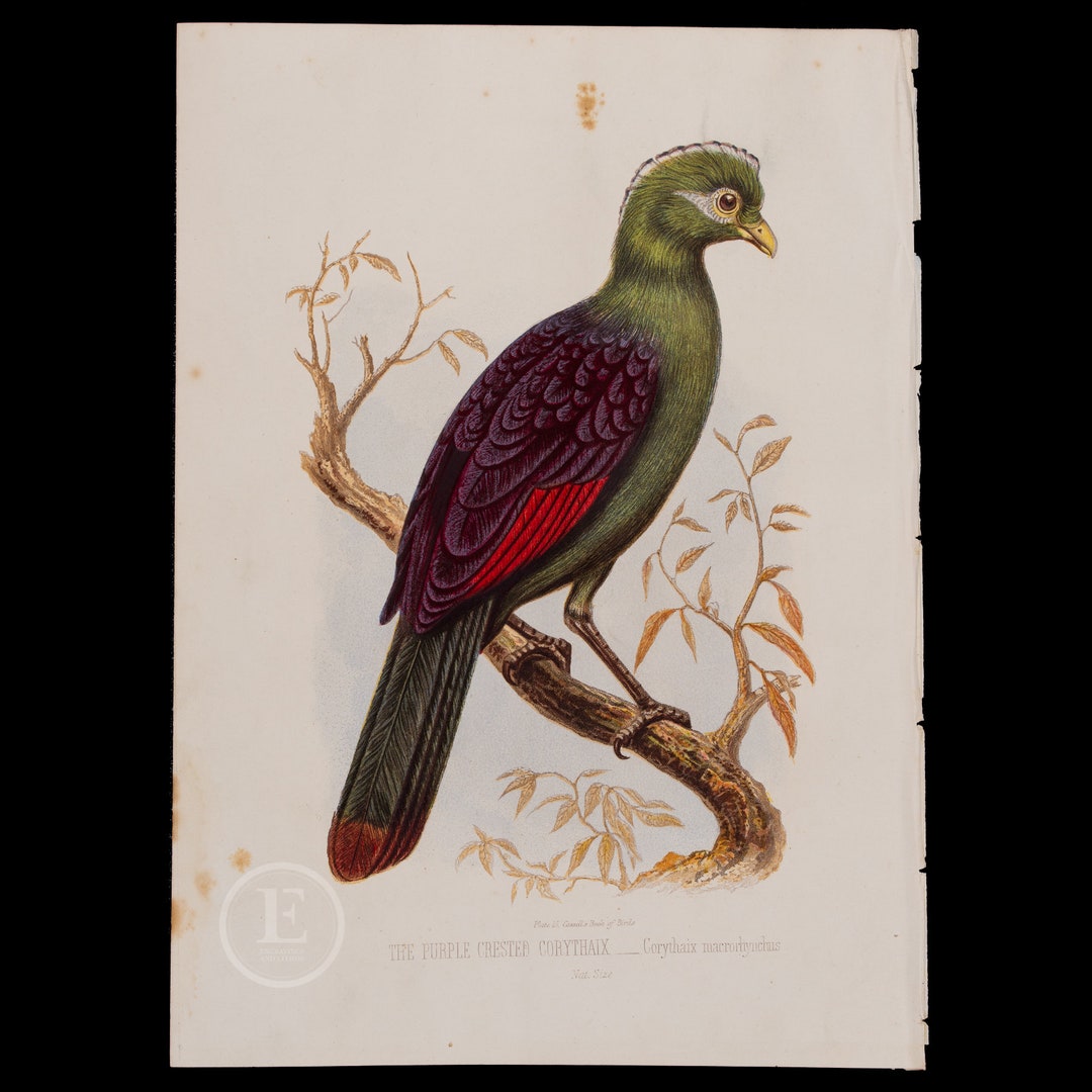 PURPLE CRESTED TURACO - Very Rare Original Chromolithographs Cassell's ...