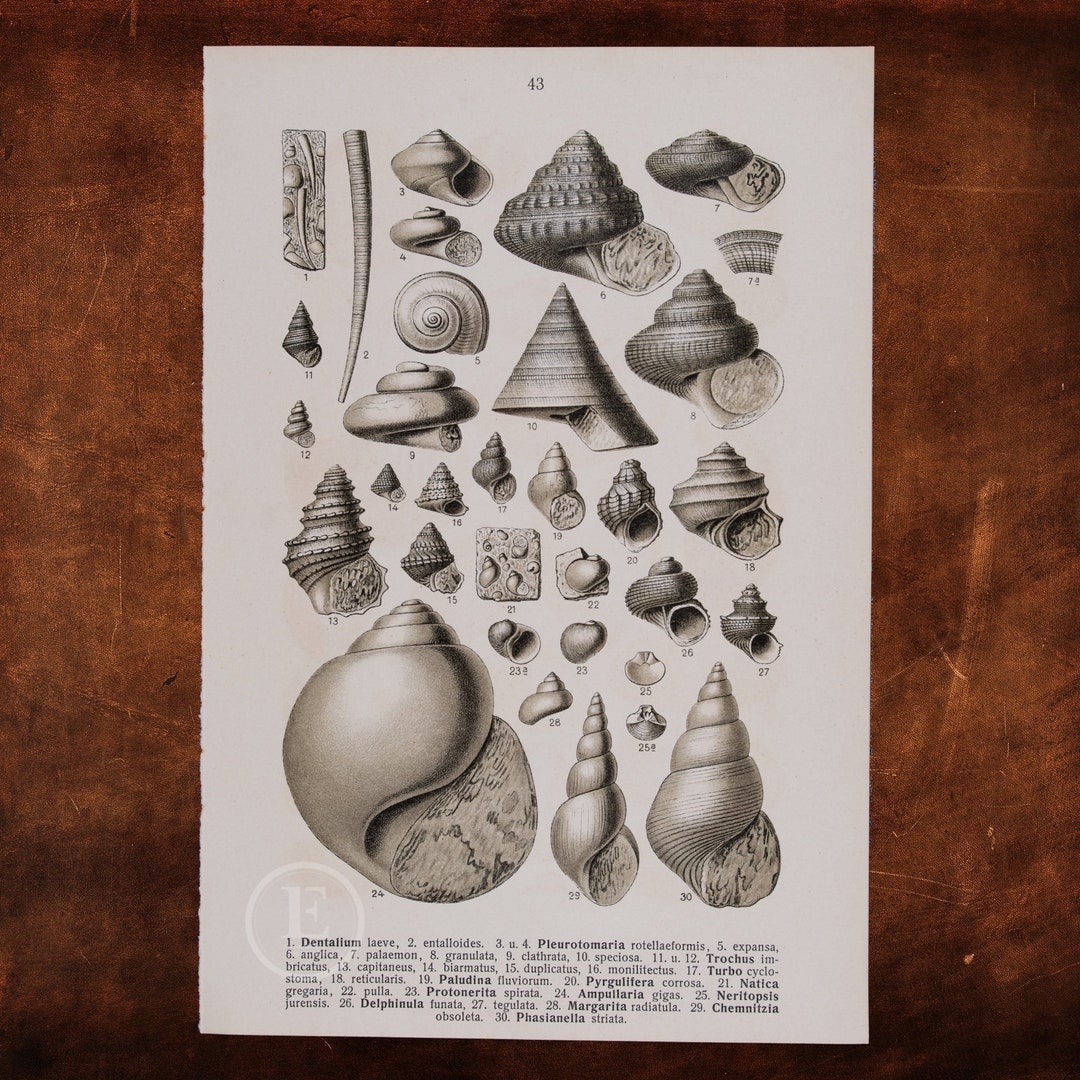 ANCIENT FOSSILS: Marine Gastropods and Bivalves - Original Lithography ...