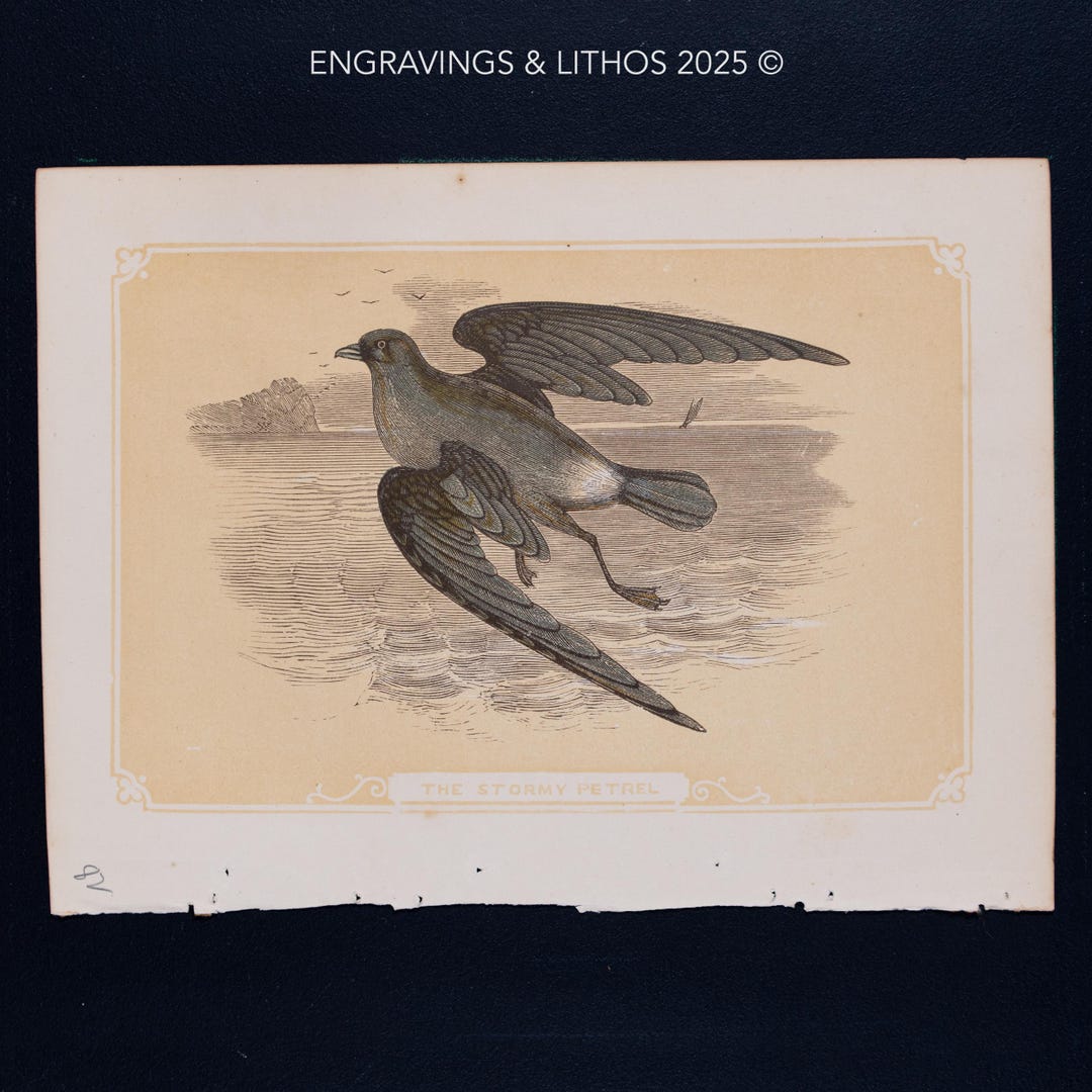 1851 THE STORMY PETREL – Antique Lithograph – Original the Natural ...
