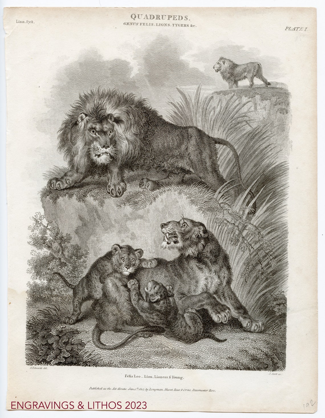 Lion, Lioness, Cubs - ORIGINAL Copper Engraved Print "the Oxford ...