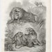 Lion, Lioness, Cubs - ORIGINAL Copper Engraved Print "the Oxford ...