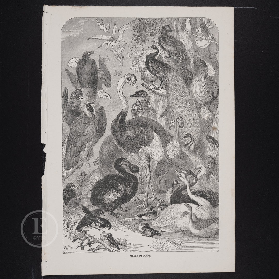 Group of Birds: Ostrich, Dodo, Swam, Peacock, Vultures, Eagle 157-year ...
